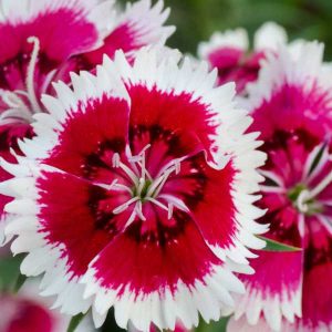 3 Types of Carnations + 13 Varieties