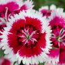 3 Types of Carnations + 13 Varieties