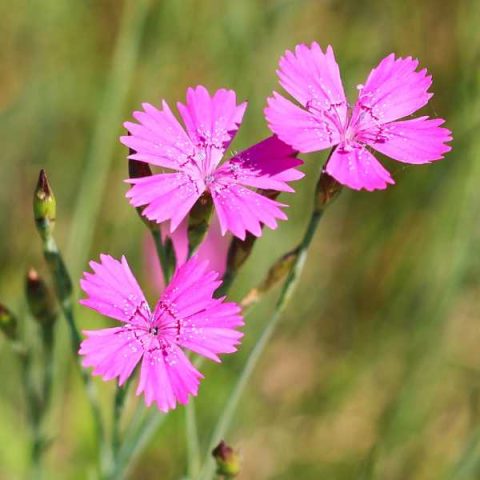3 Types of Carnations + 13 Varieties