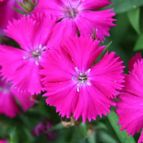 3 Types of Carnations + 13 Varieties