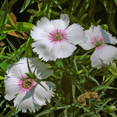 3 Types of Carnations + 13 Varieties