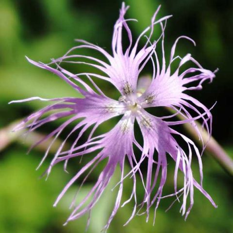 3 Types of Carnations + 13 Varieties