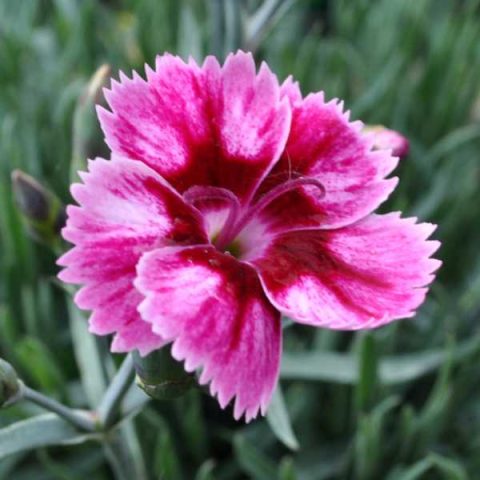 3 Types of Carnations + 13 Varieties