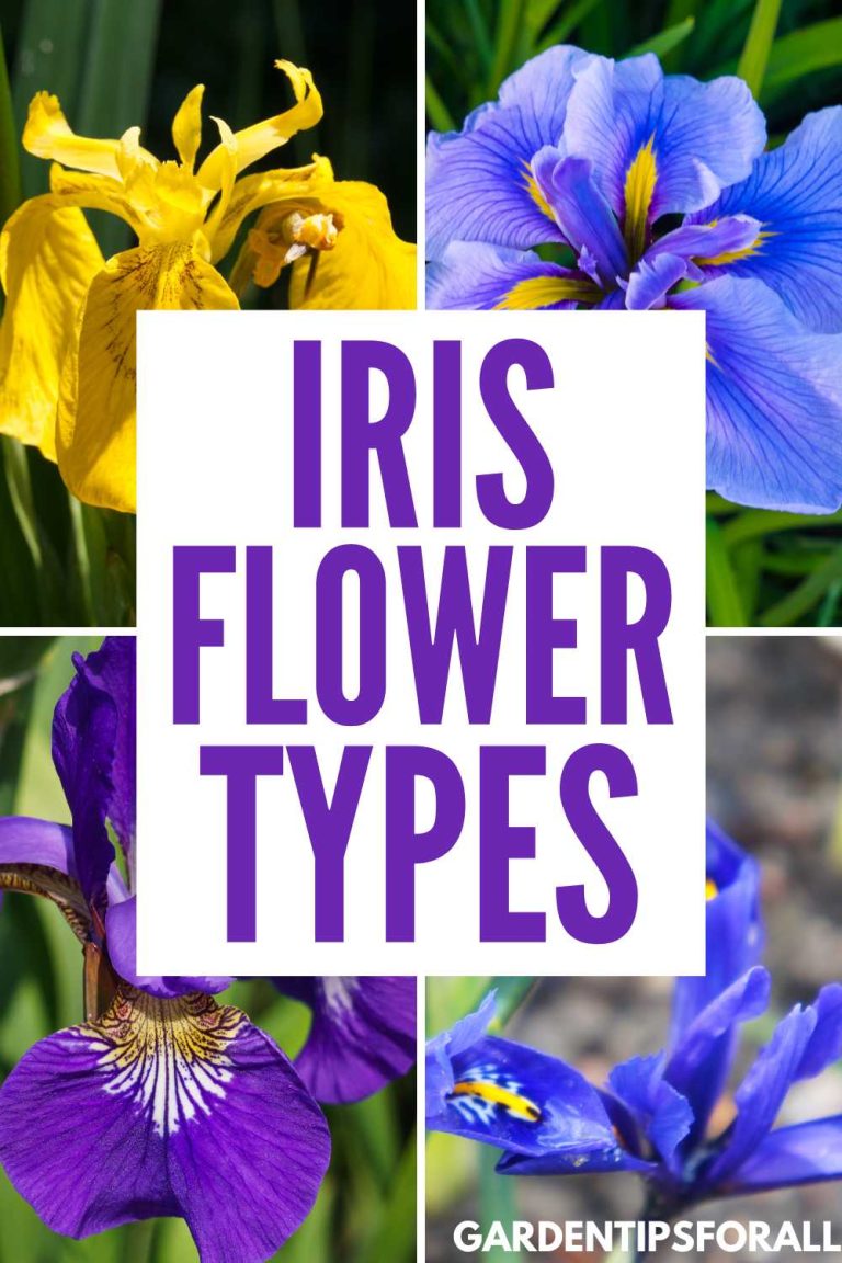 7 Different Types of Irises (Most Common Varieties)