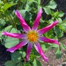 7 Different Types of Dahlias - Explore the Enchanting Varieties