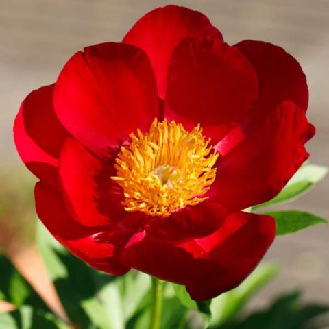 Different Types of Peony Flowers - 8 Varieties of Blooming Beauty