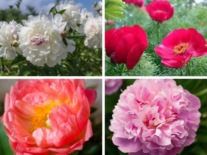 Different Types of Peony Flowers - 8 Varieties of Blooming Beauty