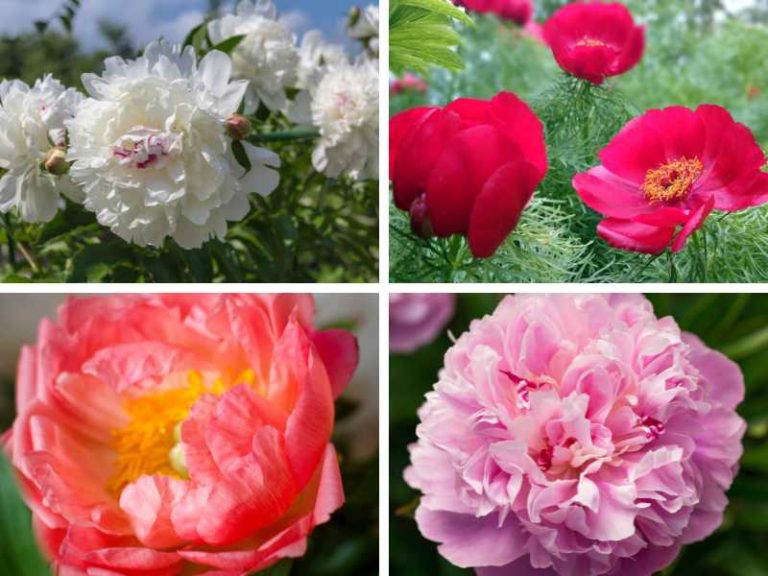Different Types of Peony Flowers - 8 Varieties of Blooming Beauty