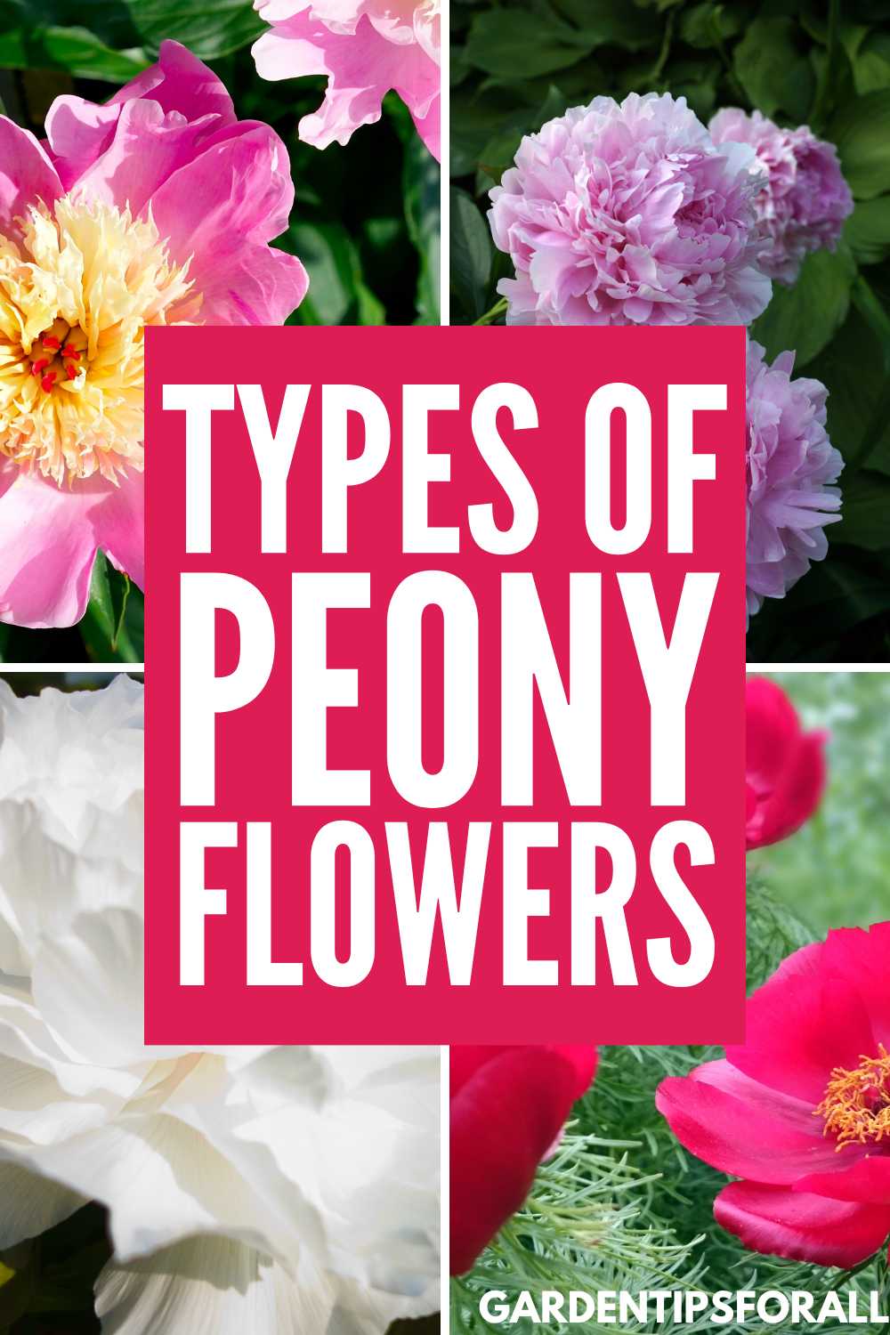 Different Types of Peony Flowers - 8 Varieties of Blooming Beauty