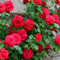 8 Different Types of Roses with Names and Pictures