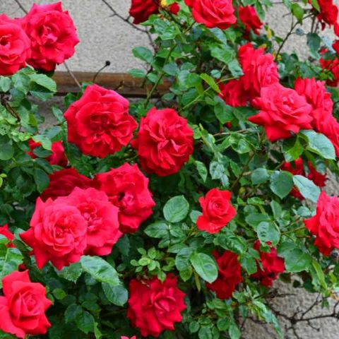 8 Different Types of Roses with Names and Pictures