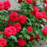 8 Different Types of Roses with Names and Pictures