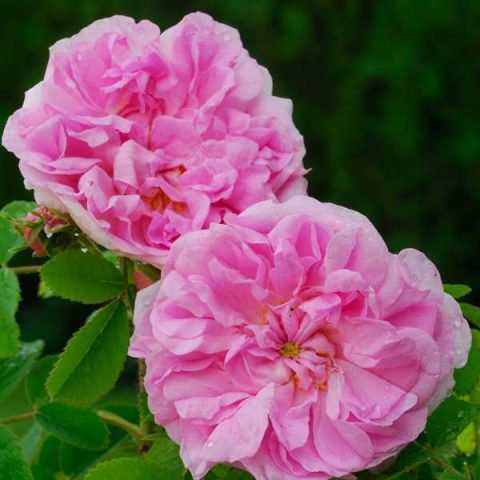 8 Different Types of Roses with Names and Pictures