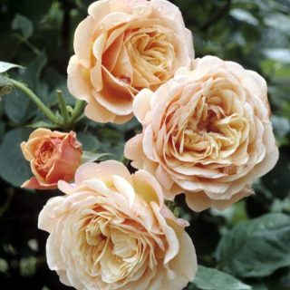 8 Different Types of Roses with Names and Pictures