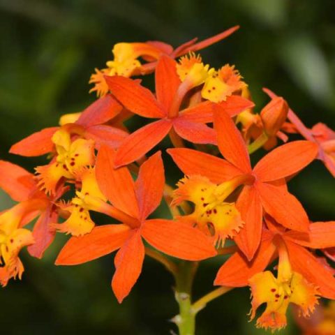 10 Different Types of Orchids With Pictures and Names