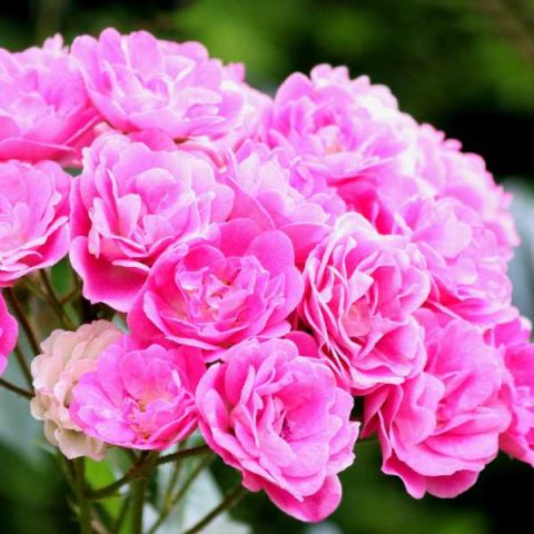 8 Different Types of Roses with Names and Pictures