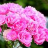8 Different Types of Roses with Names and Pictures