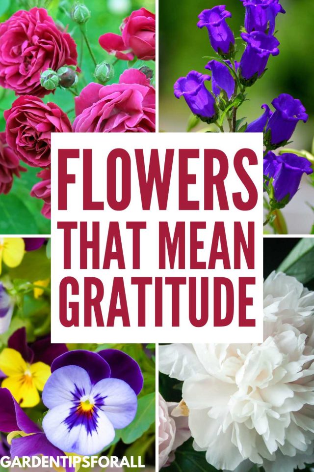 10 Flowers that Mean Thank You (Gratitude)