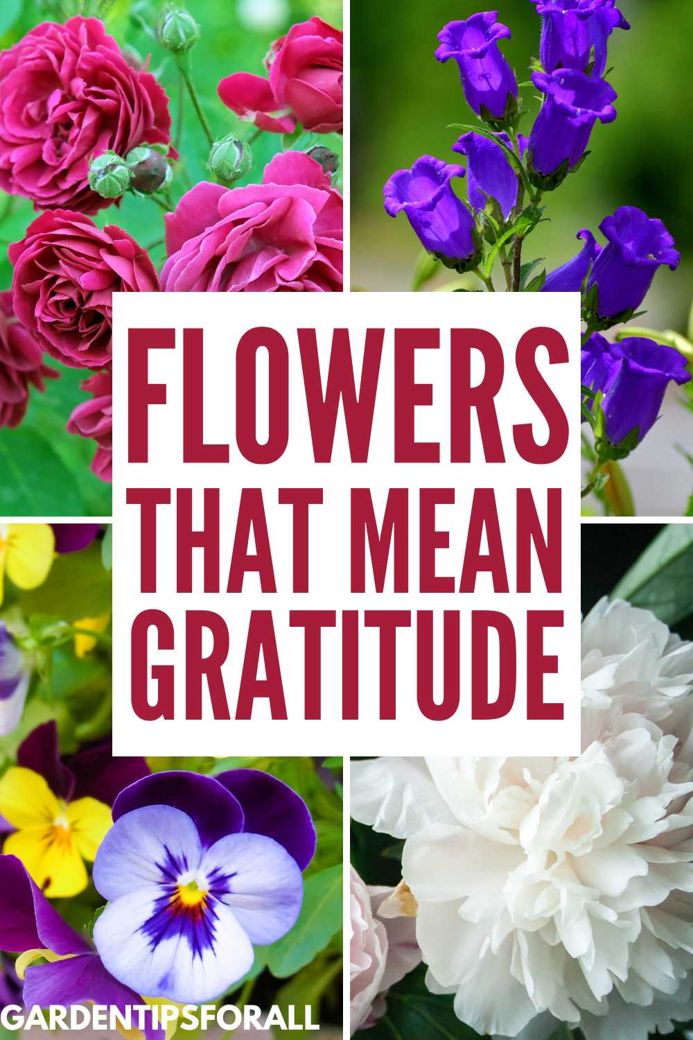 10 Flowers that Mean Thank You (Gratitude)