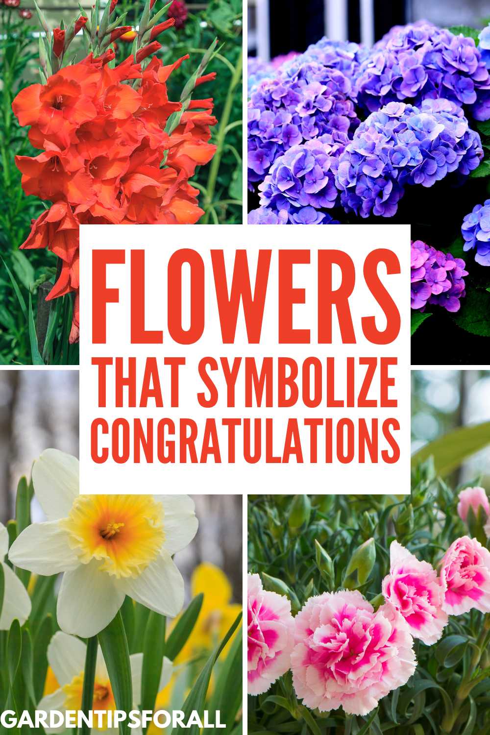 8 Flowers that Mean Congratulations