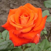 8 Different Types of Roses with Names and Pictures