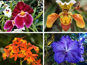 10 Different Types of Orchids With Pictures and Names