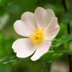 8 Different Types of Roses with Names and Pictures